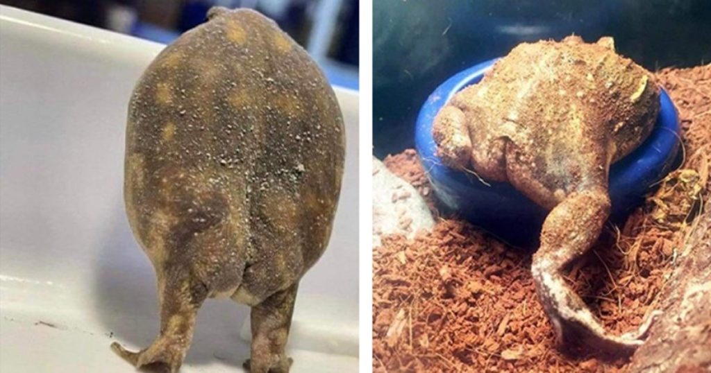 The Mysterious World of the Frog Butt: A Fascinating Look at an Often Overlooked Body Part ...